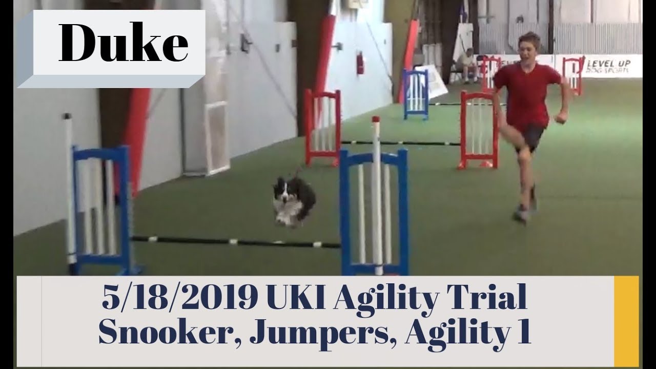 5/18/2019 UKI Agility Trial at Level Up with Duke - YouTube