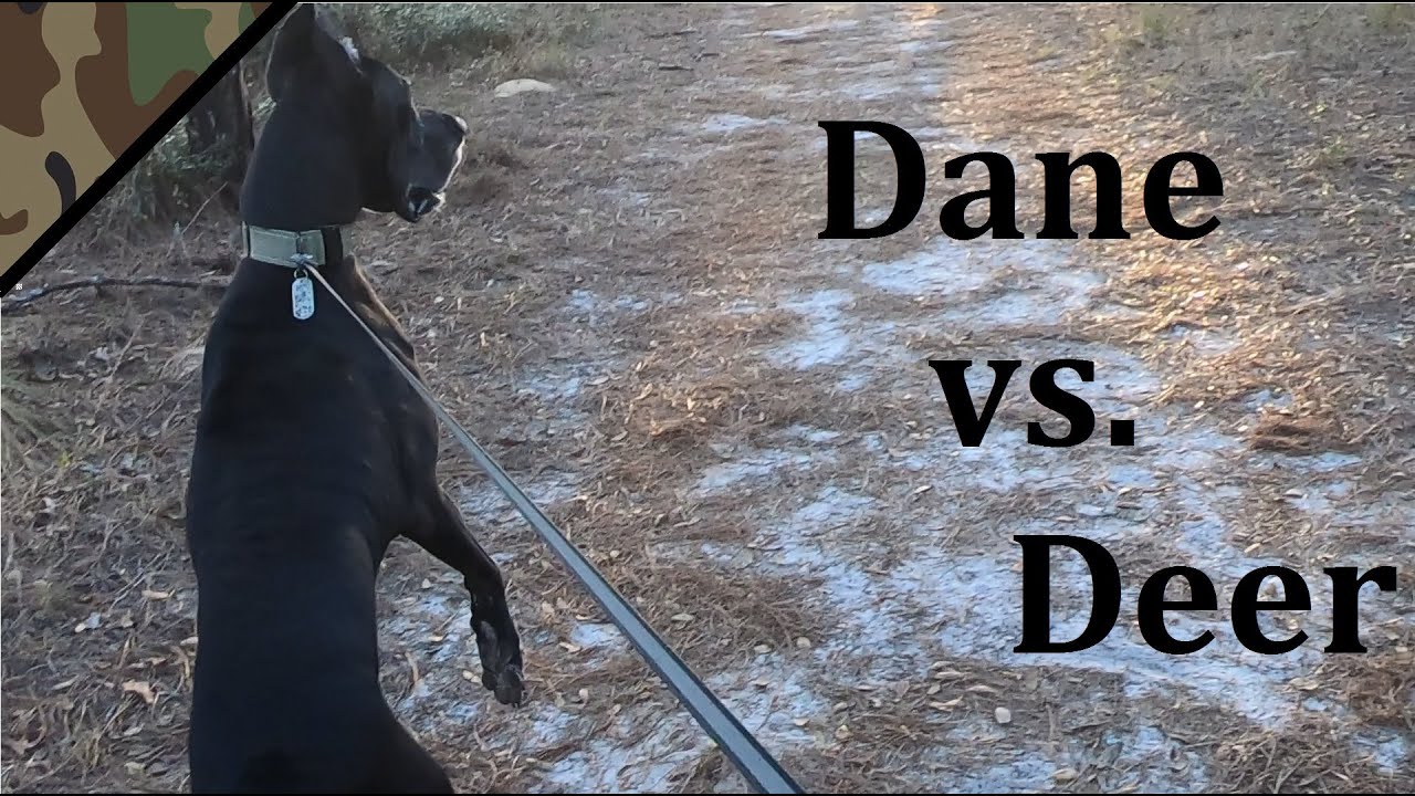 Great Dane vs. Deer INTENSE Staring Contest My Big Dog Life EP. 015 ...