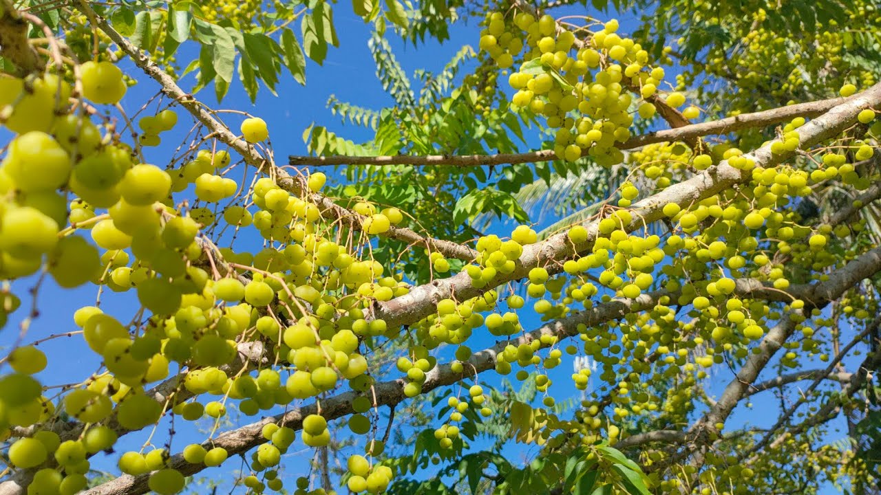 Harvesting Karamay / Kalamay /Gooseberry in my Valley Home - YouTube