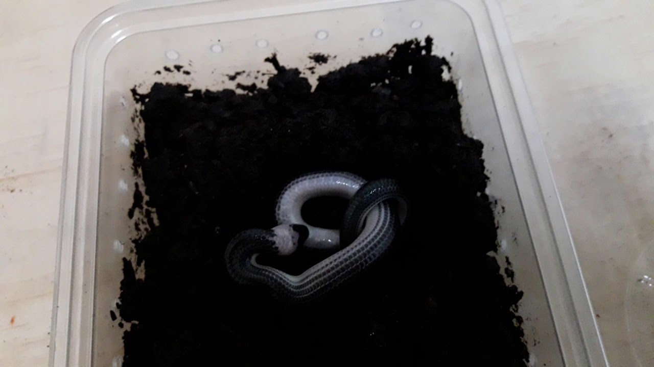 Feed sunbeam snake (Xenopeltis unicolor) baby 閃鱗蛇寶寶餵食 - YouTube