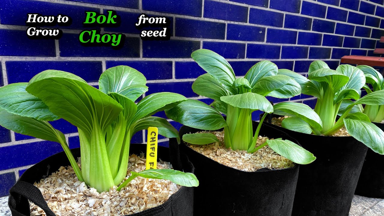 Growing Bok Choy from Seed to Harvest - Step by Step (Containers & Grow ...