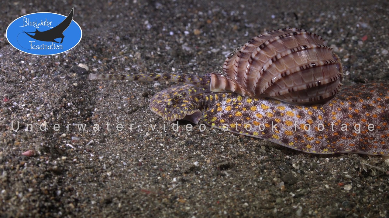 0209_Harpa shell, 4K underwater video stock footagel - YouTube