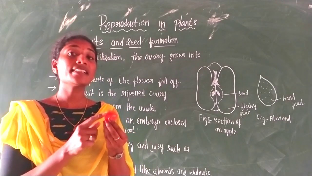 Class 7#Sciencechapter12# Reproduction in plants 🌳||Fertilization&seed ...
