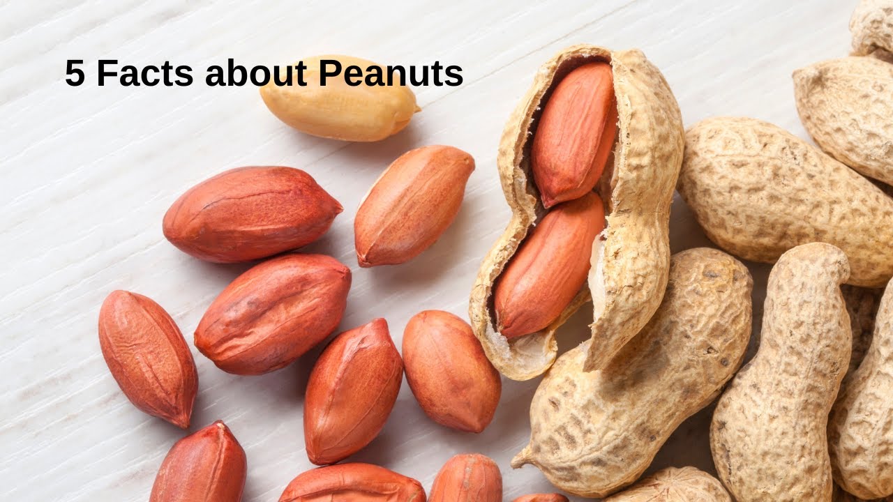 5 Facts about Peanuts | 5 Facts hub - YouTube