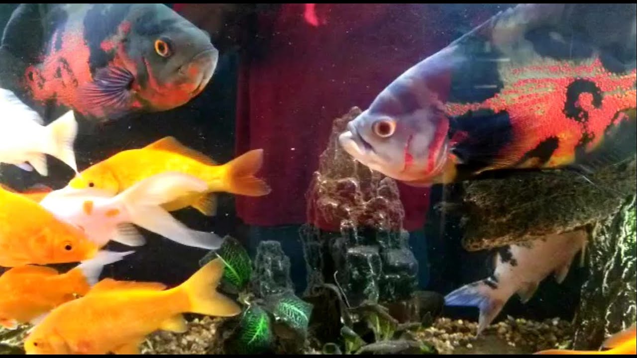 Big Fish eating Small Fish - YouTube