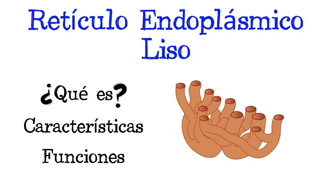 Dibujo Del Retículo Endoplasmático Liso Resúmenes De Retículo