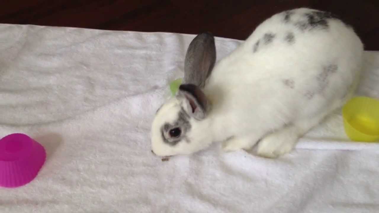 Cutest Bunny Rabbit Ever! - Good Luck Marshmallow #008 - YouTube