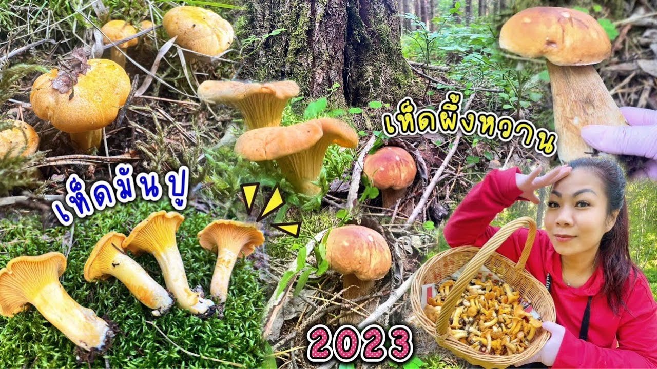 เก็บเห็ดเช้าก่อนไปทำงาน ลูกค้าสั่ง 2 กิโล จะถึงมั้ย มาลุ้นกันค่ะ 🍄🇫🇮 ...