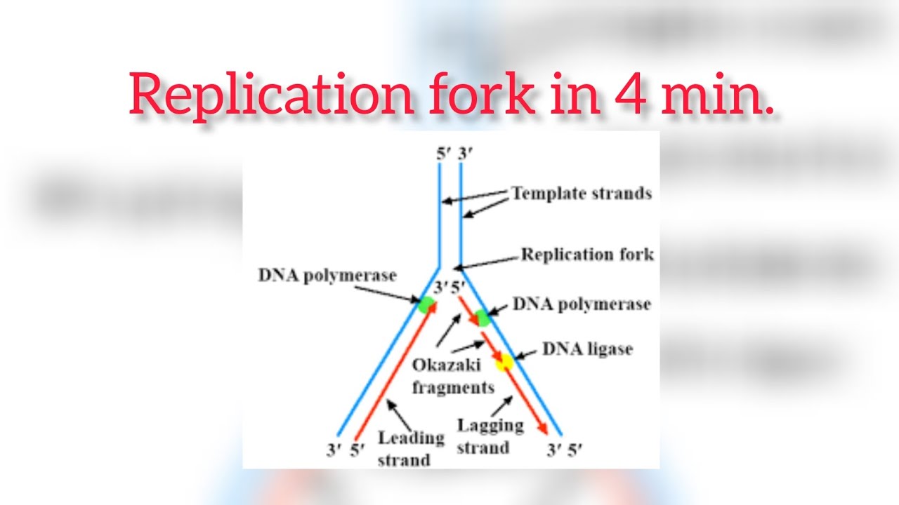 Replication fork/ DNA replication/Helicase/ Ligase / #neet2023 #botany ...