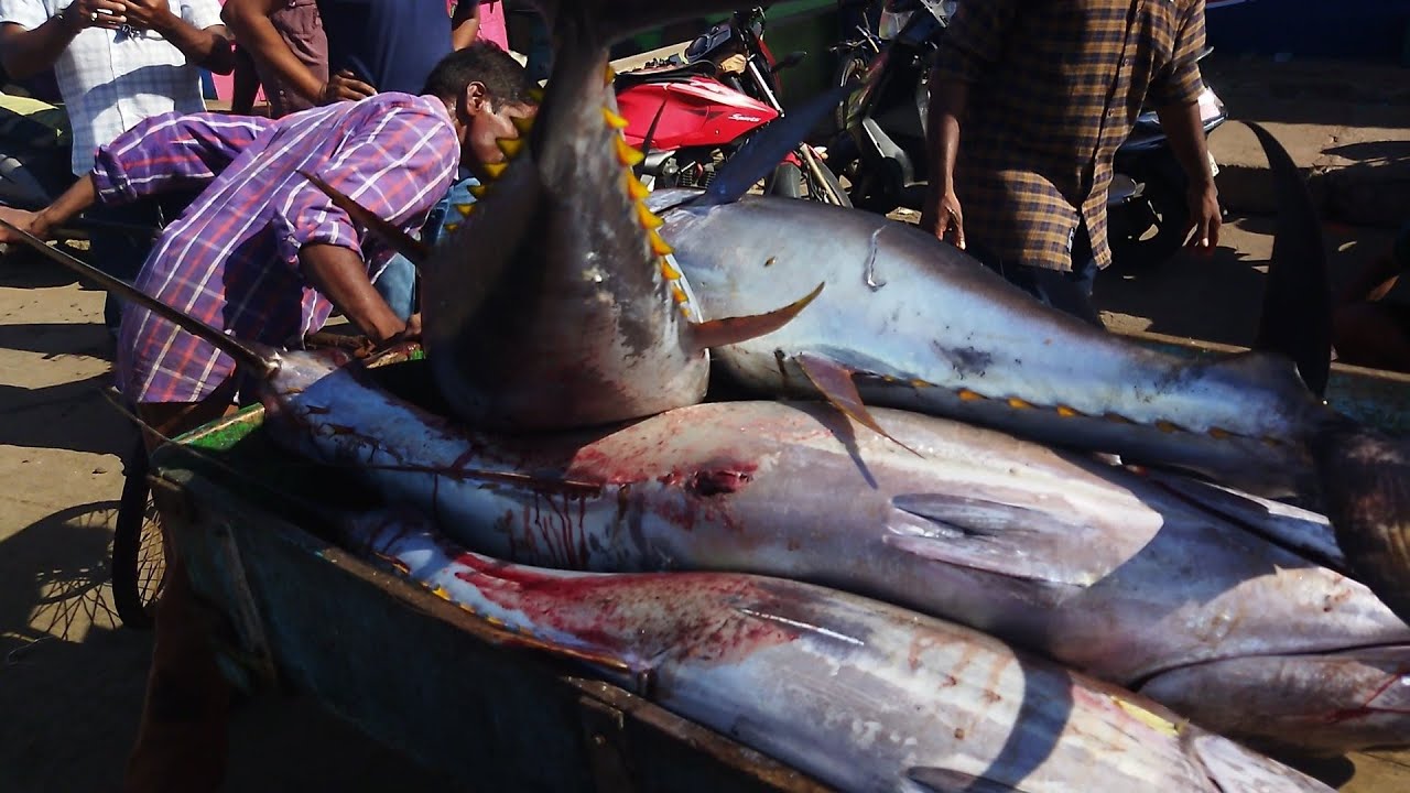 Big Fishes | Mukku Konam Fish | Velam Pata | Fish | Vizag Vlogs - YouTube