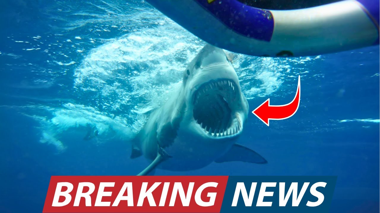 New Shark Species Discovered in Deep Sea That Experts Are Calling a NEW ...