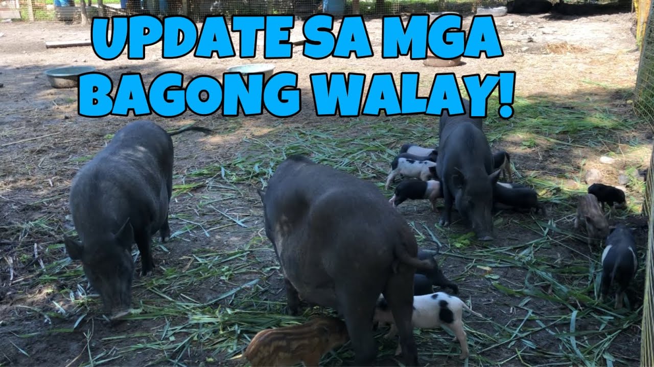 Kamustahin ang mga bagong walay || Update sa bagong silungan ng mga ...