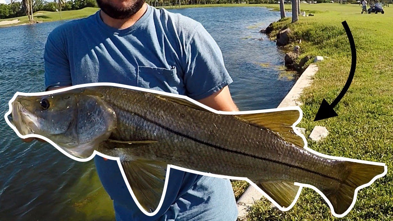 DODGING GOLF BALLS and SALTWATER SNOOK in PRIVATE golf course PONDS ...