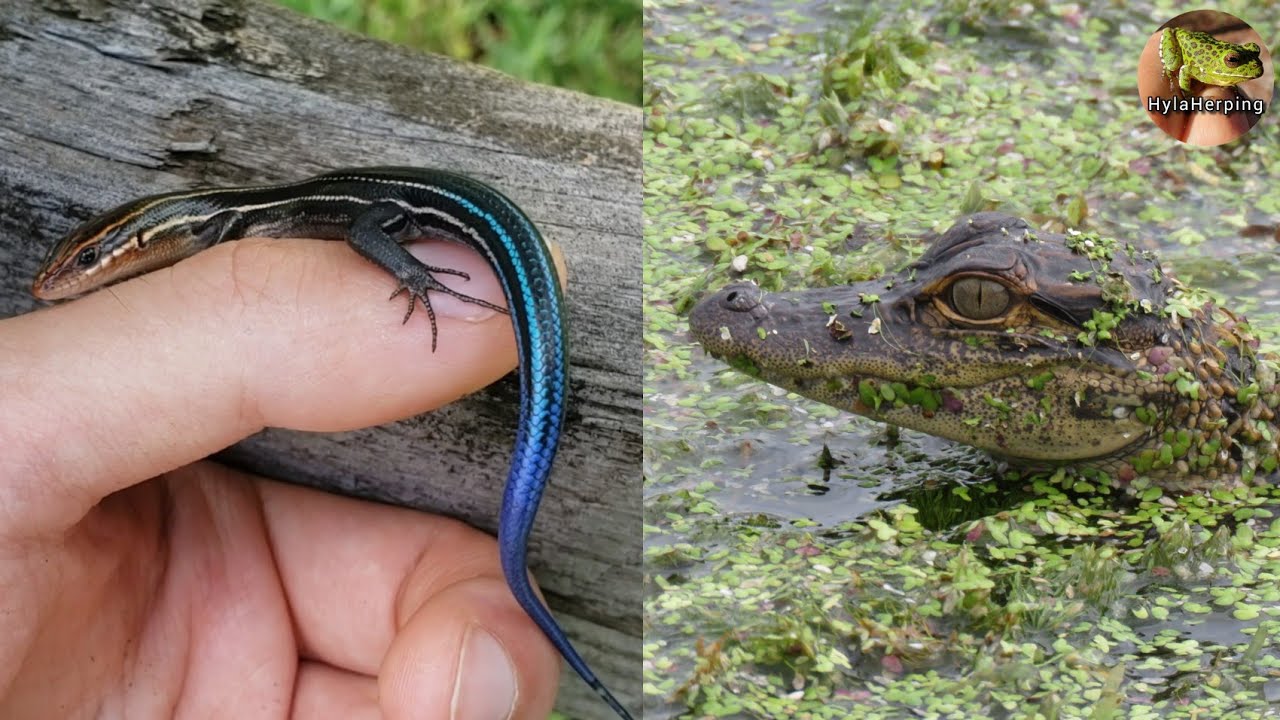 Herping Wetlands in Central Florida! Catching Crazy Lizards! Heron eats ...