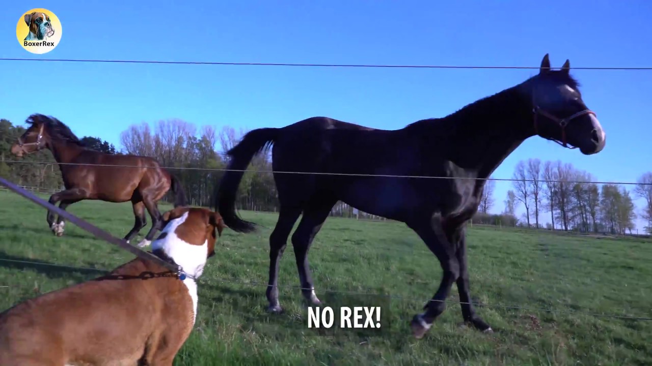 BIG DOGS!!! Wanna play? Boxer Rex meet horses! - YouTube