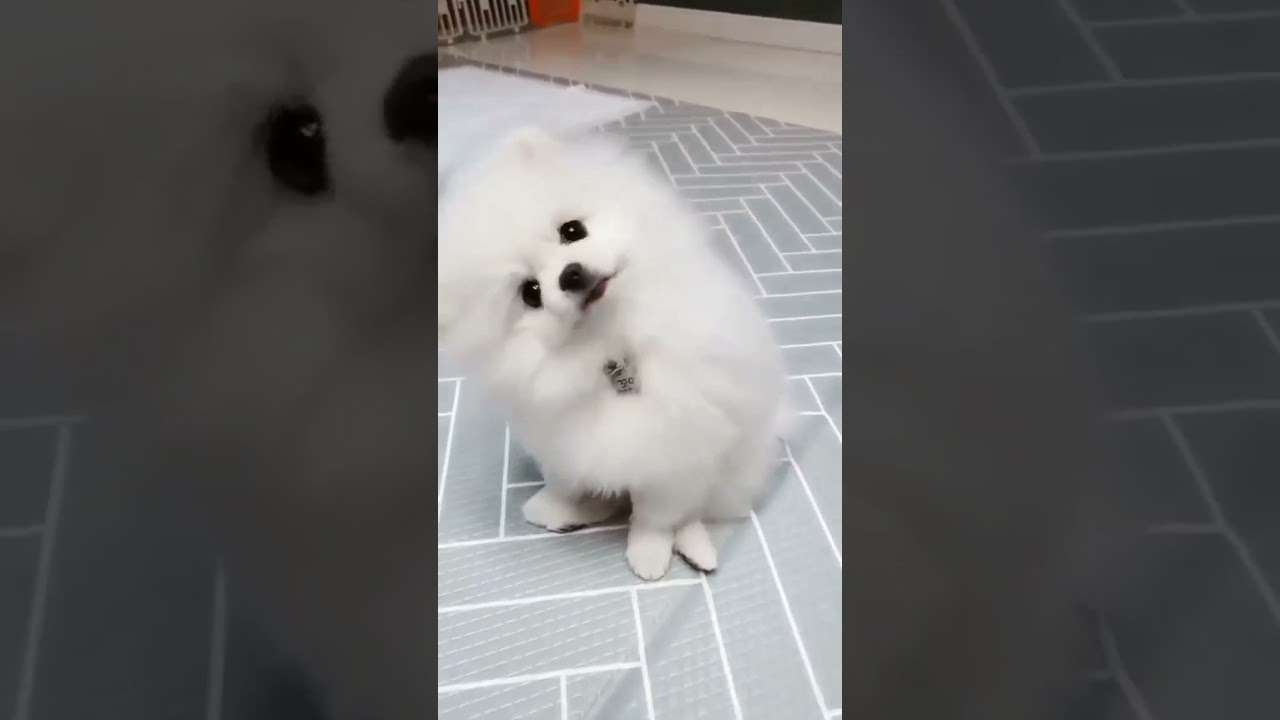 cute Babi dog🥰 - YouTube