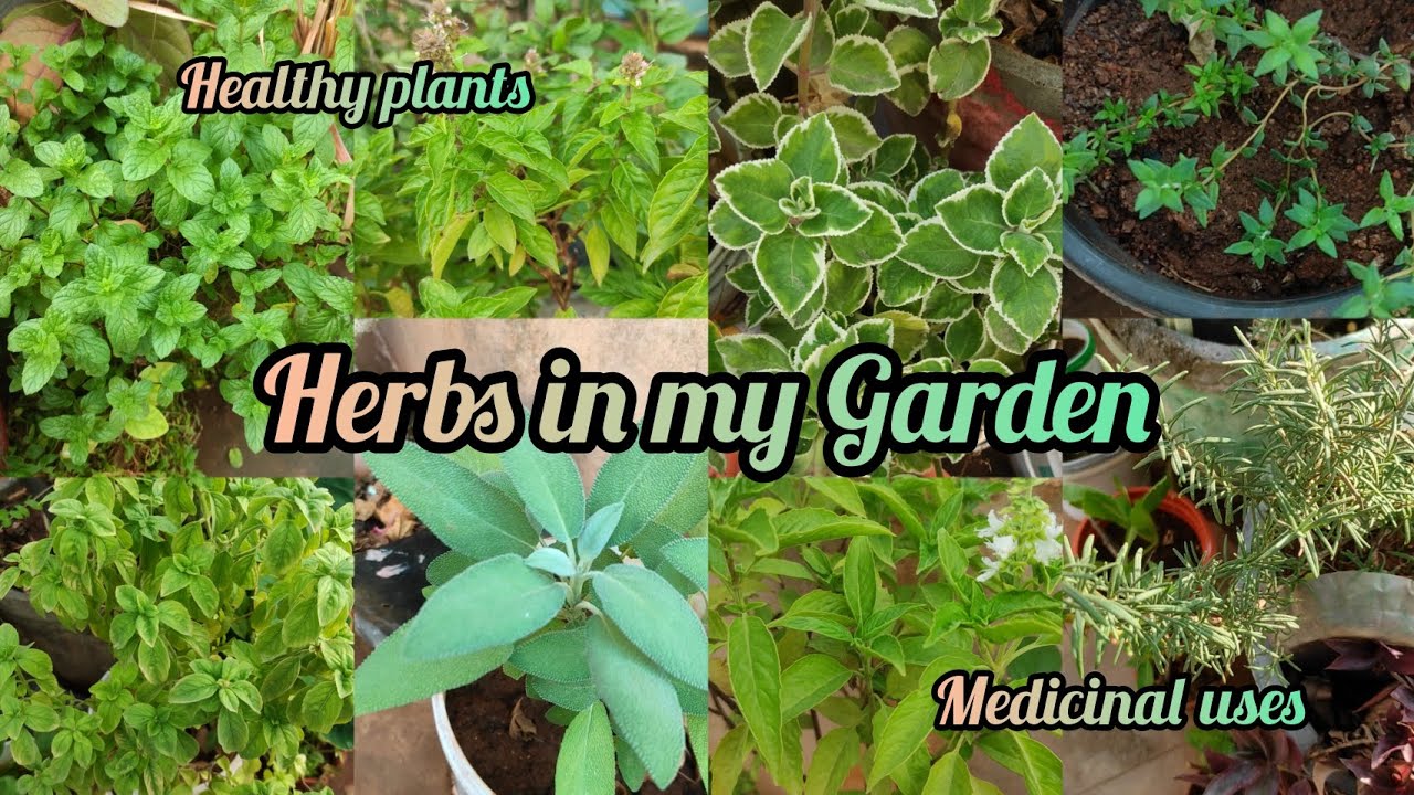 Herbal plants in my terrace garden | Medicinal uses | Vruksh Gala - YouTube
