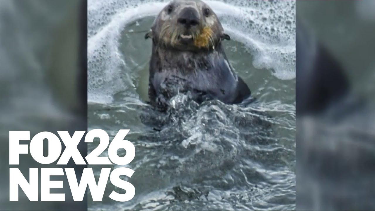 Elusive otter could be sick, struggles between freedom and safety - YouTube