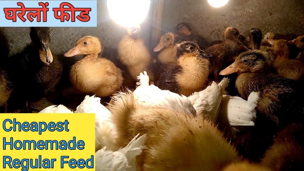 कम खर्च पर poultry feed || Cheap Regular feed for ducks, chickens 2021 ...