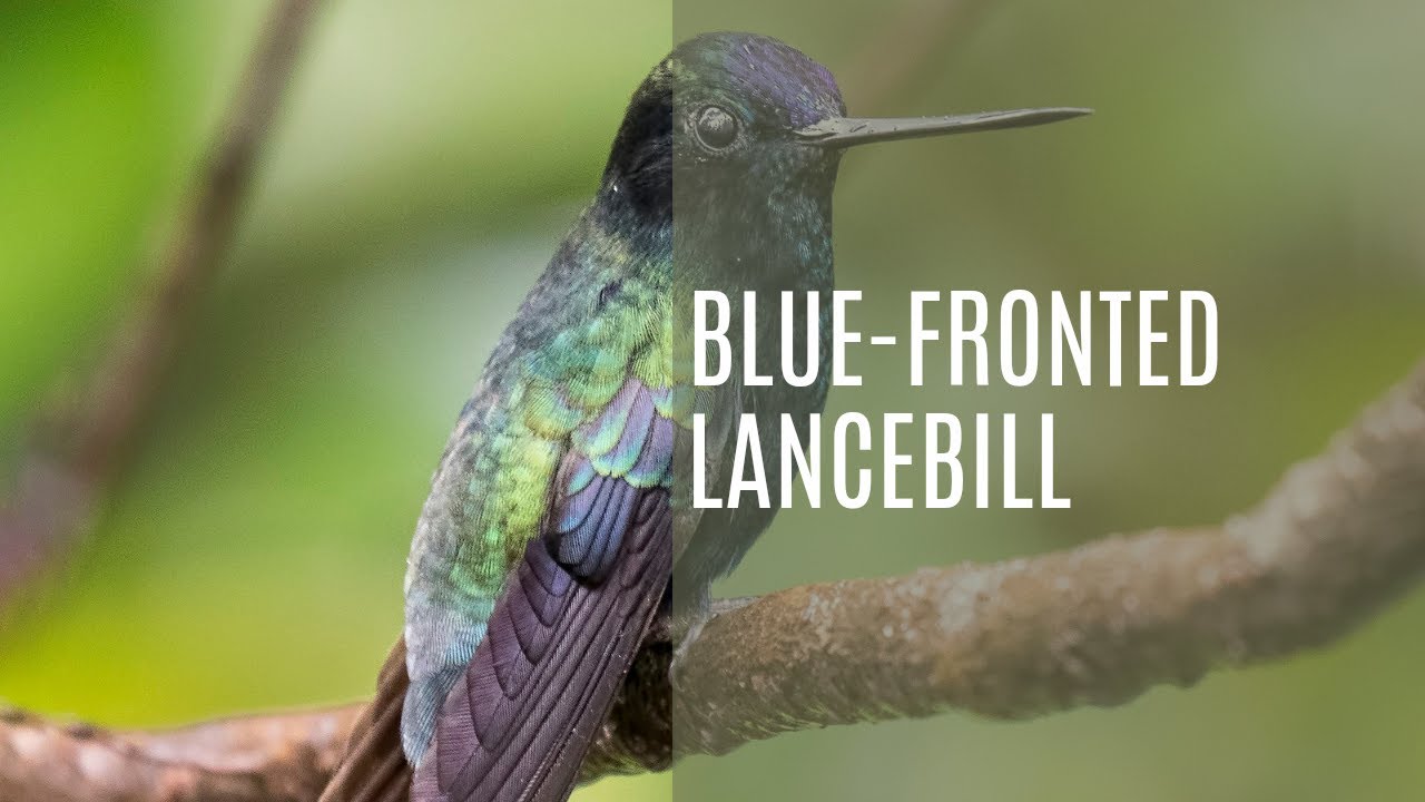 Blue Fronted Lancebill (Doryfera Johannae) - YouTube