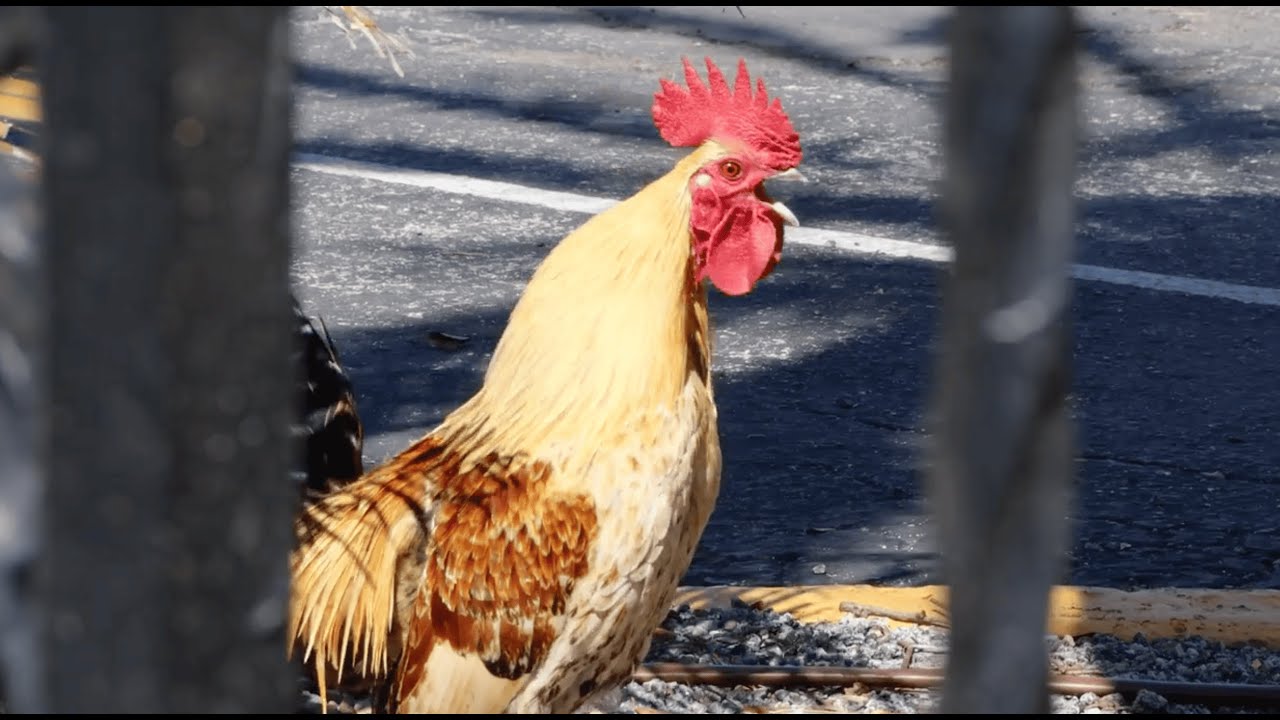 The Chickens of Ybor City - YouTube