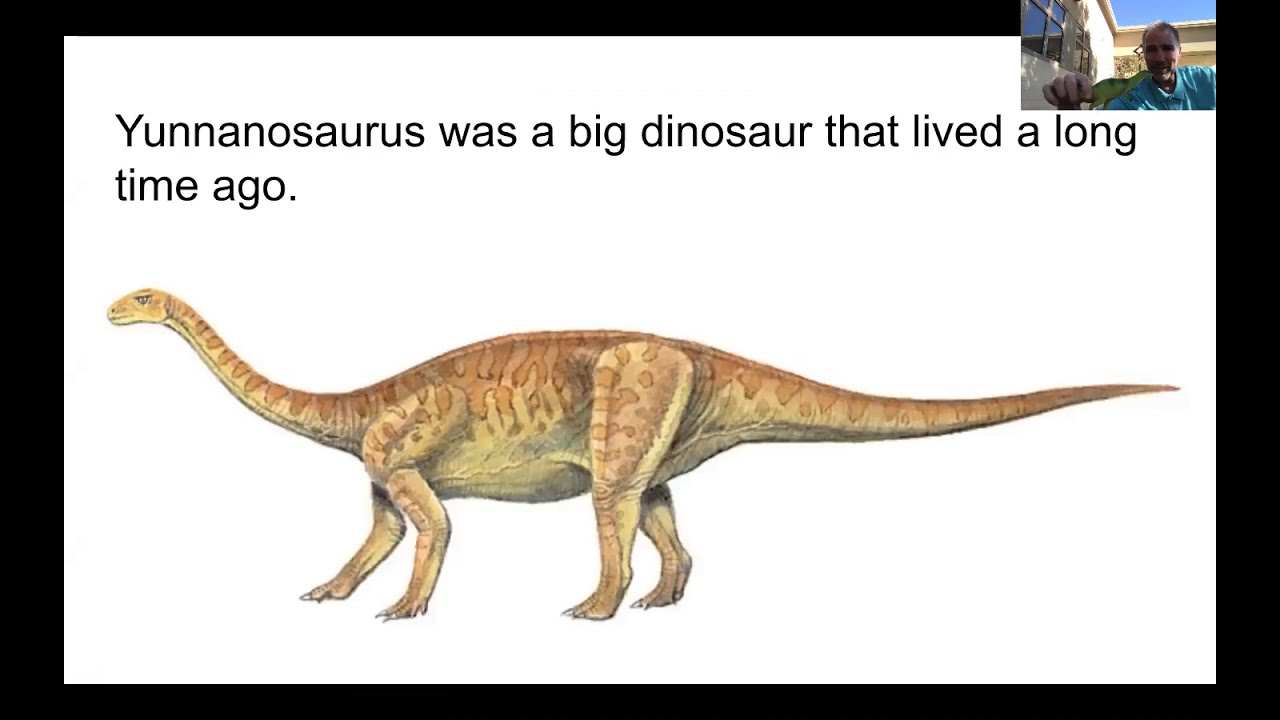 Science Lesson on Yunnanosaurus. - YouTube