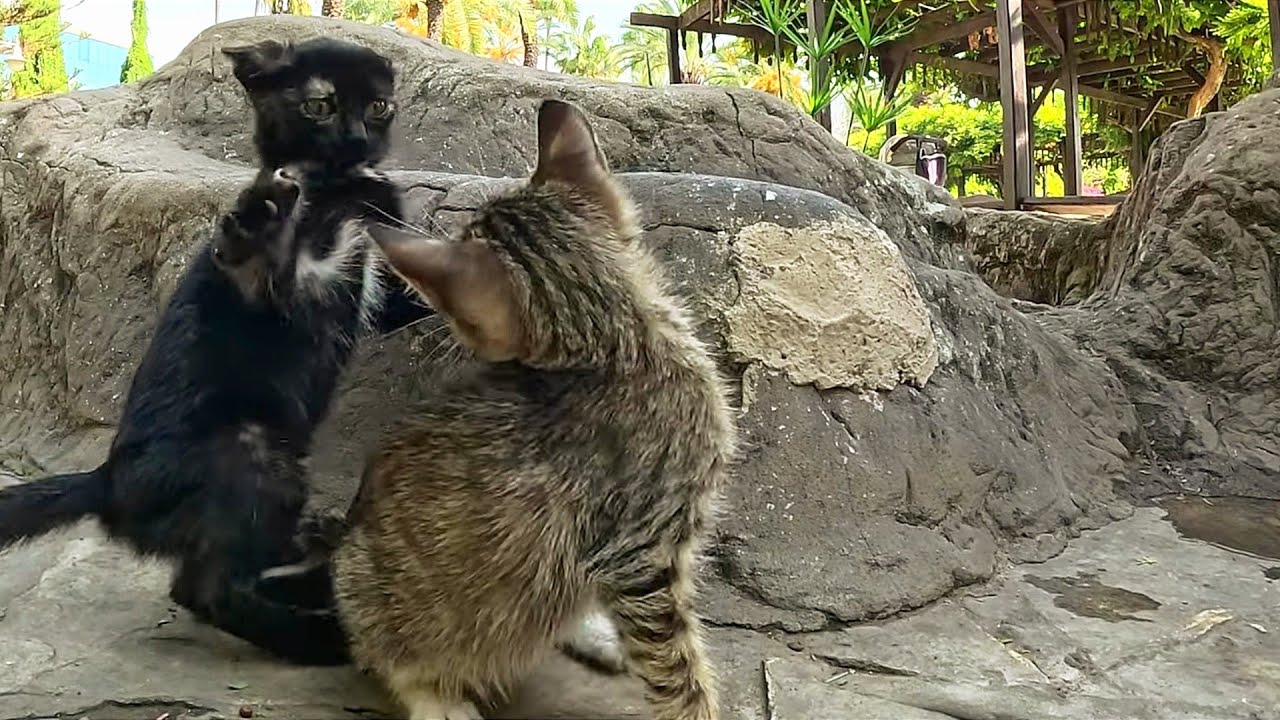 5 mins from life of 9 kittens near the pool. Kittens play, fight and ...