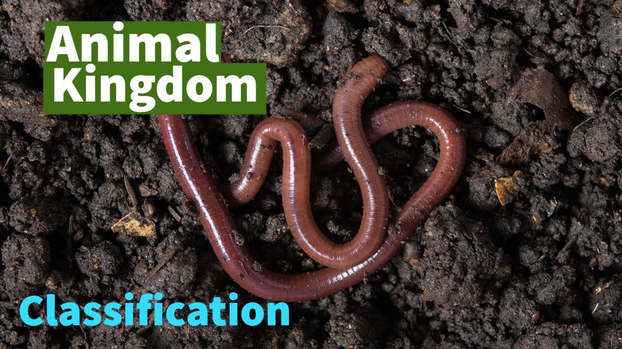 Animal Kingdom: Classification || Coelenterates || Worms || Echinoderms ...