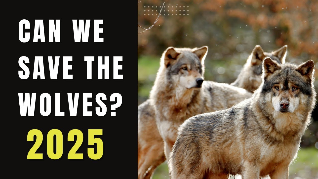 Can We Save the Wolves in 2025? | The Fight to Protect Nature’s ...