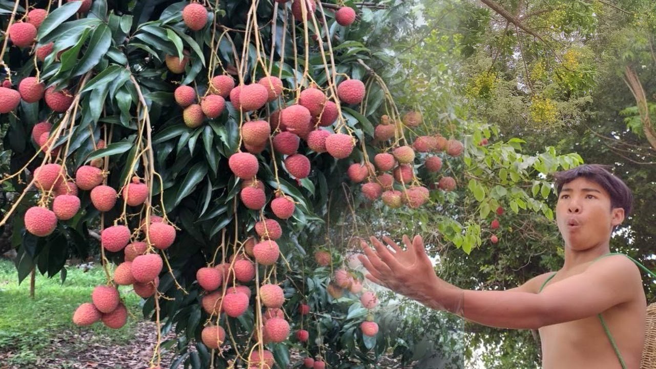 Eat kulen fruit in the delicious forest. - YouTube