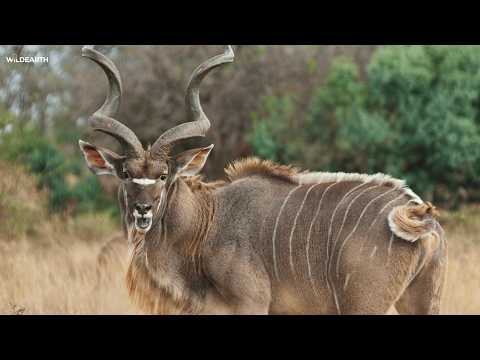 LIVE at the waterhole - 16 April 2026