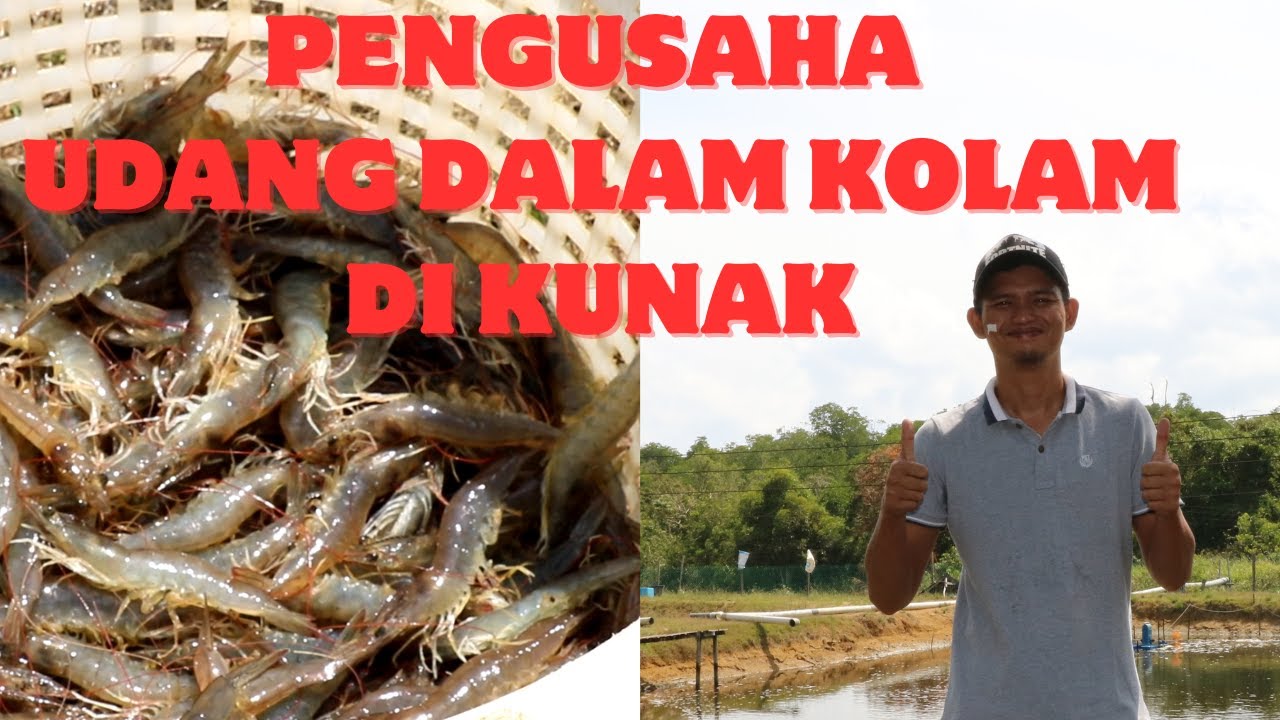 Ada apa di Kunak? l Kolam Udang Kunak l Pengusaha Akuakultur Udang ...