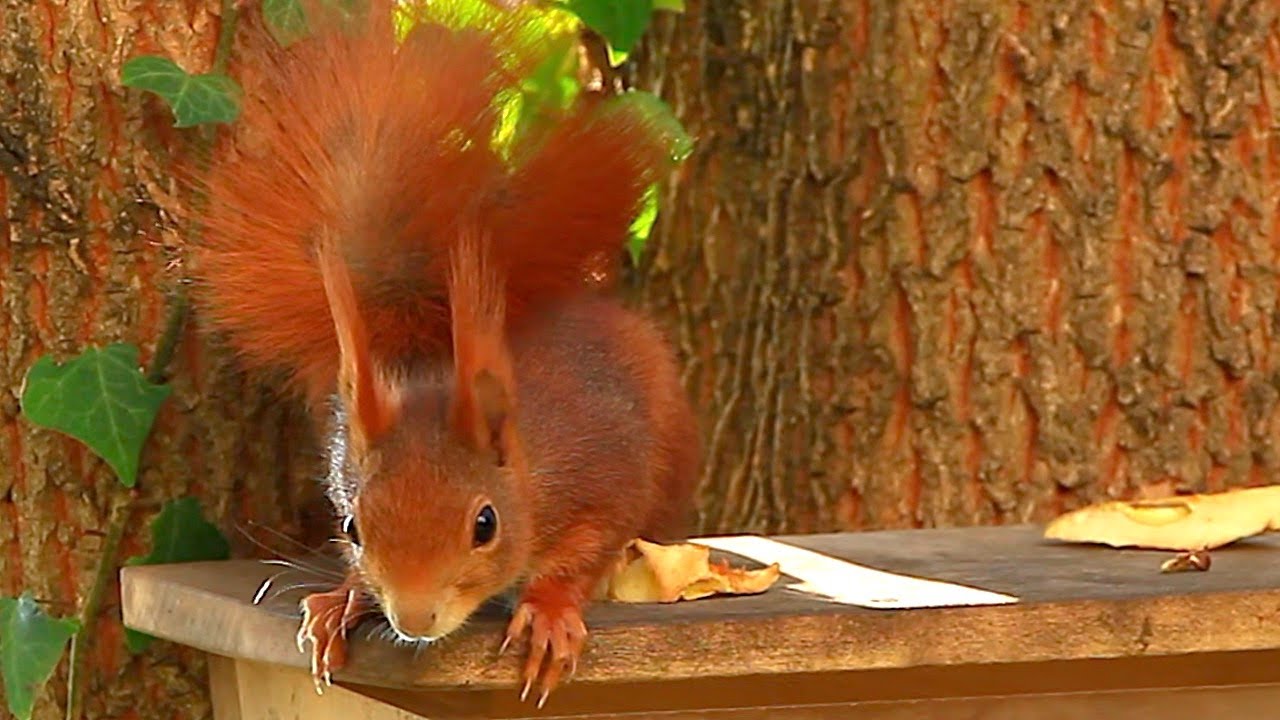 Apfel für das Eichhörnchen. Hörnchen #25 | Cute Squirrel eats Apple - YouTube