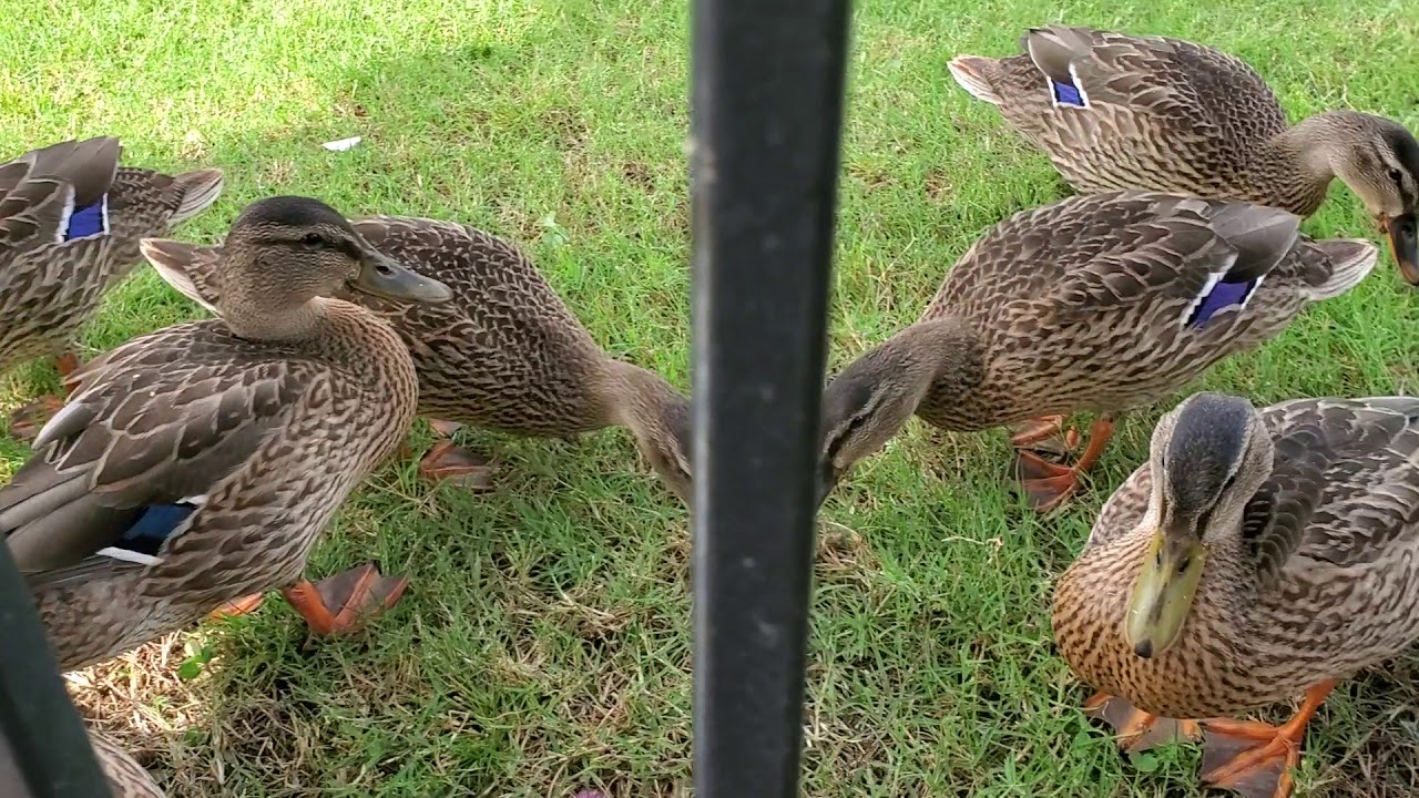 Very Tame Wild Ducks - YouTube