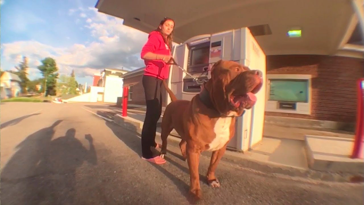 25 Hero Animals That Saved Human Lives! | Part 5 - YouTube