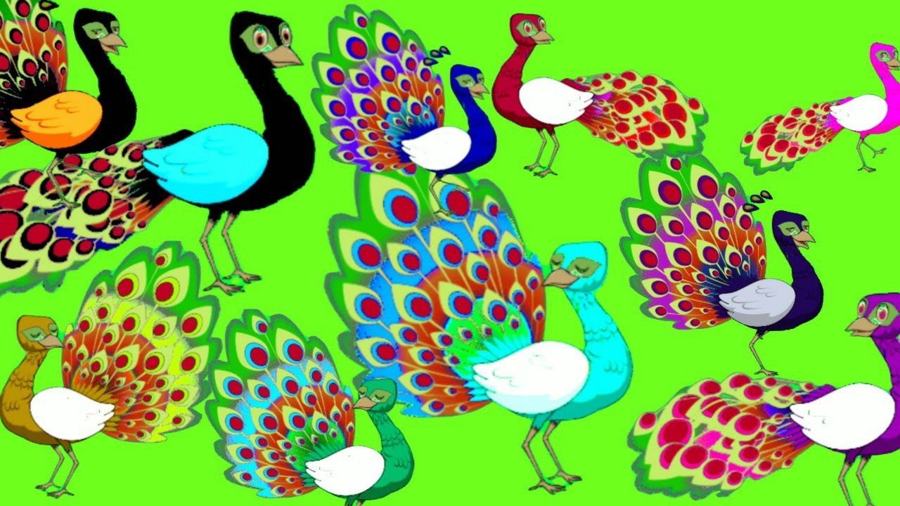 how to download green screen animal video ! 15 peacock rambo colors ...