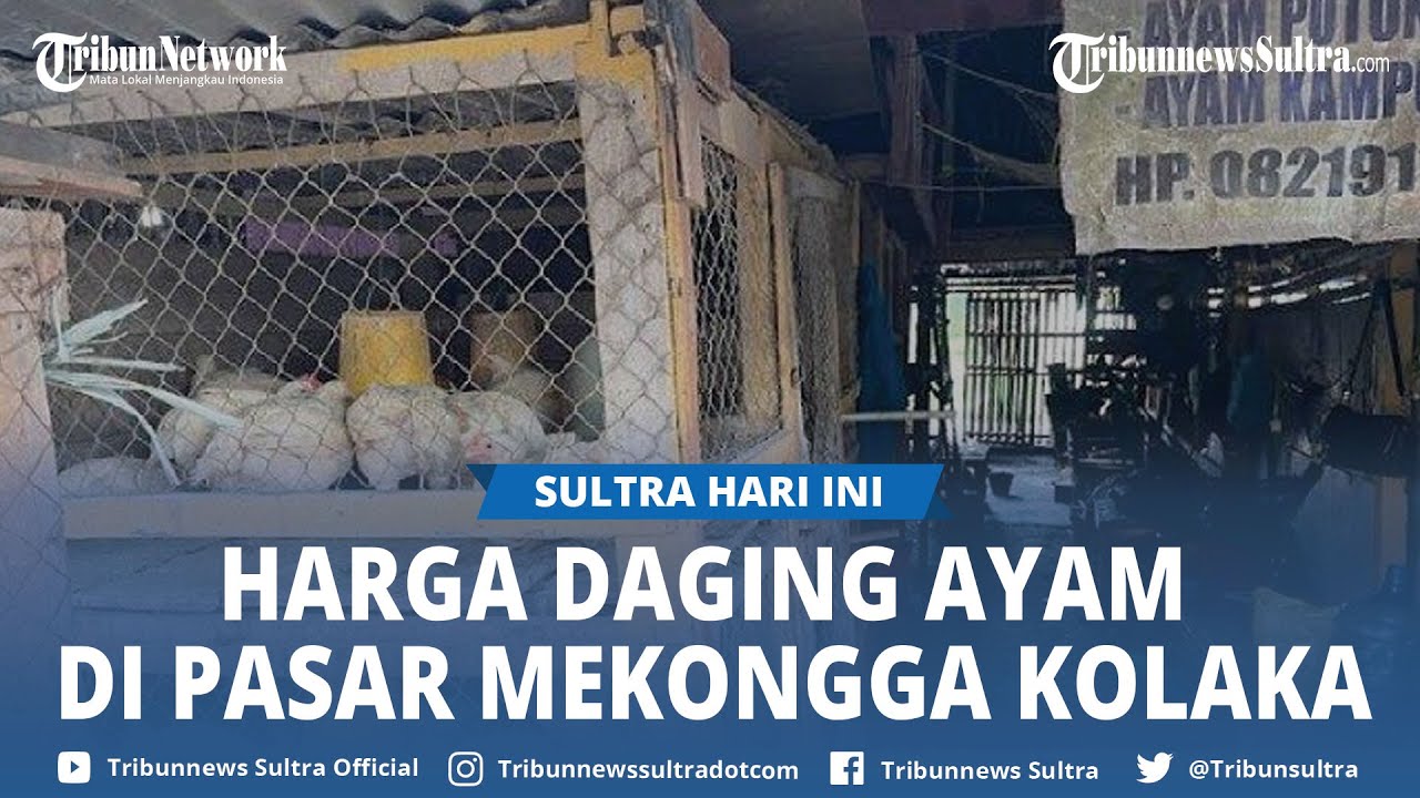 Update Harga Daging Ayam Potong di Pasar Mekongga Kabupaten Kolaka ...