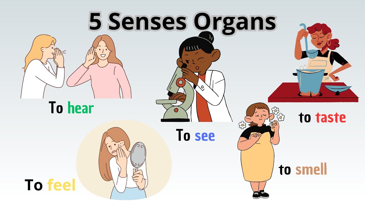 Sense Organs | Five senses | sense organs names #senseoforgans # ...