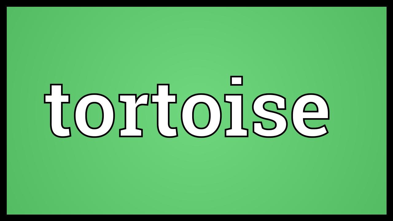 Tortoise Meaning YouTube tortoise-meaning-youtube