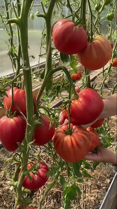 🍅Томат БЕЛЬМОНТЕ. #shorts #томаты #сортатоматов - YouTube
