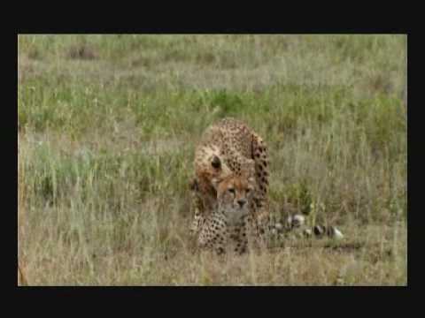 Cheetah mating - YouTube