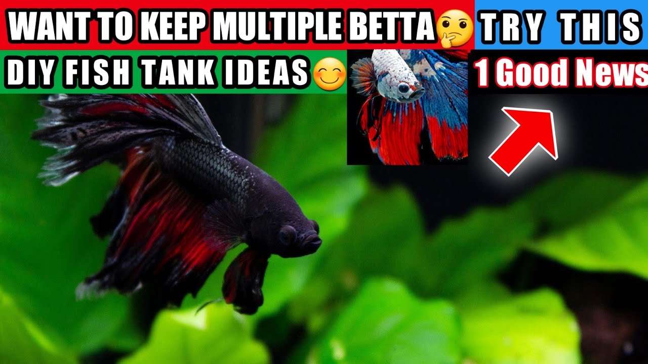 How To Make Cube Betta Tank *New* | Multiple betta fish tank | How To ...