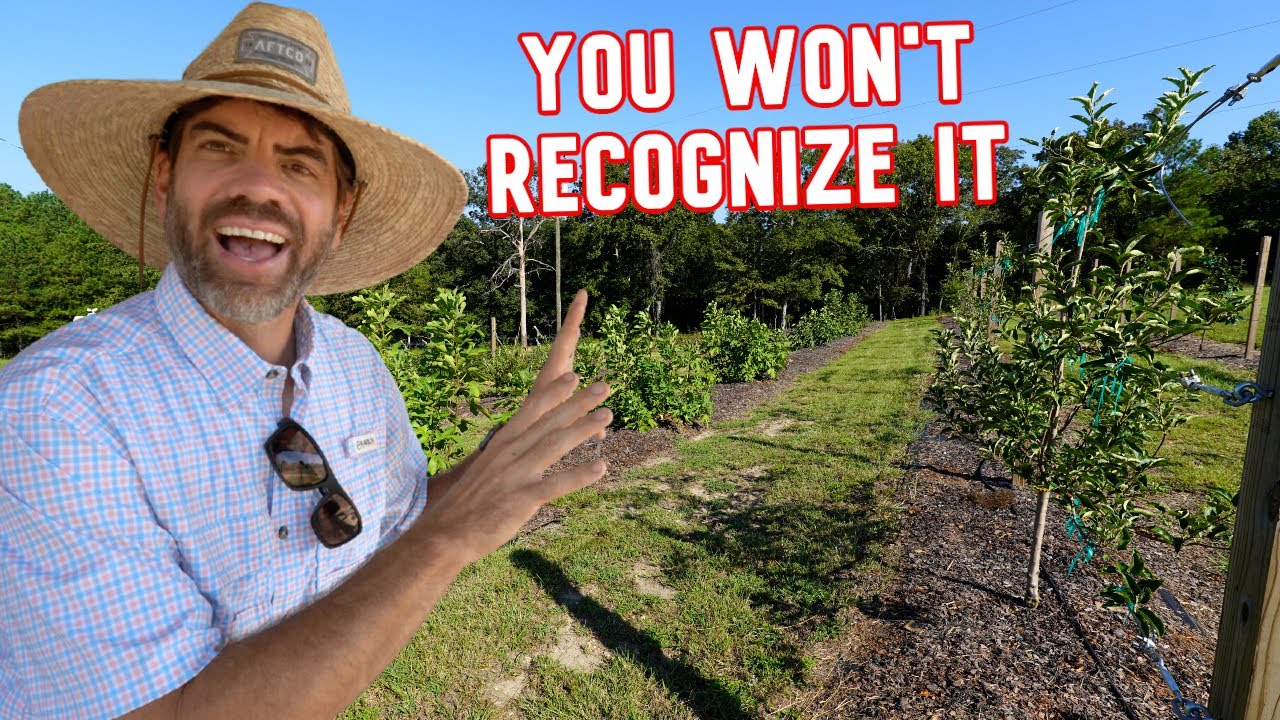 You Will Be Shocked At What It Looks Like Now! (Fruit Orchard Tour ...
