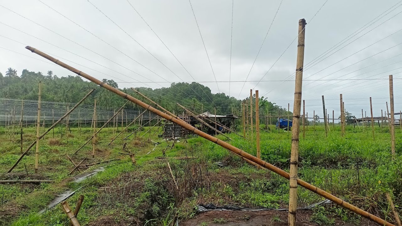Pagkabit ng Alambre sa Trellis ng Ampalaya /Nakatumba ang kawayan para ...