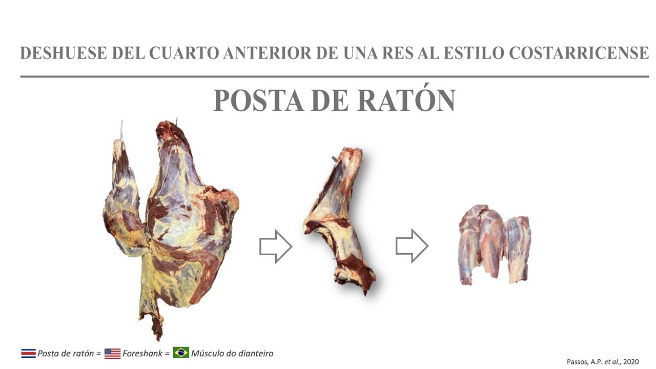 VIDEO 25: POSTA DE RATÓN - YouTube