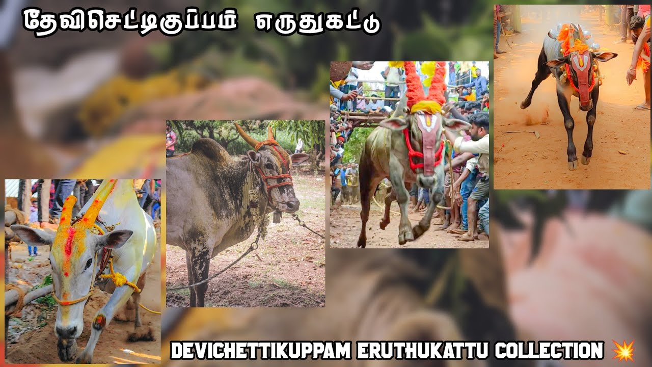 DEVICHETTIKUPPAM ERUTHUKATTU COLLECTION 💥 - YouTube