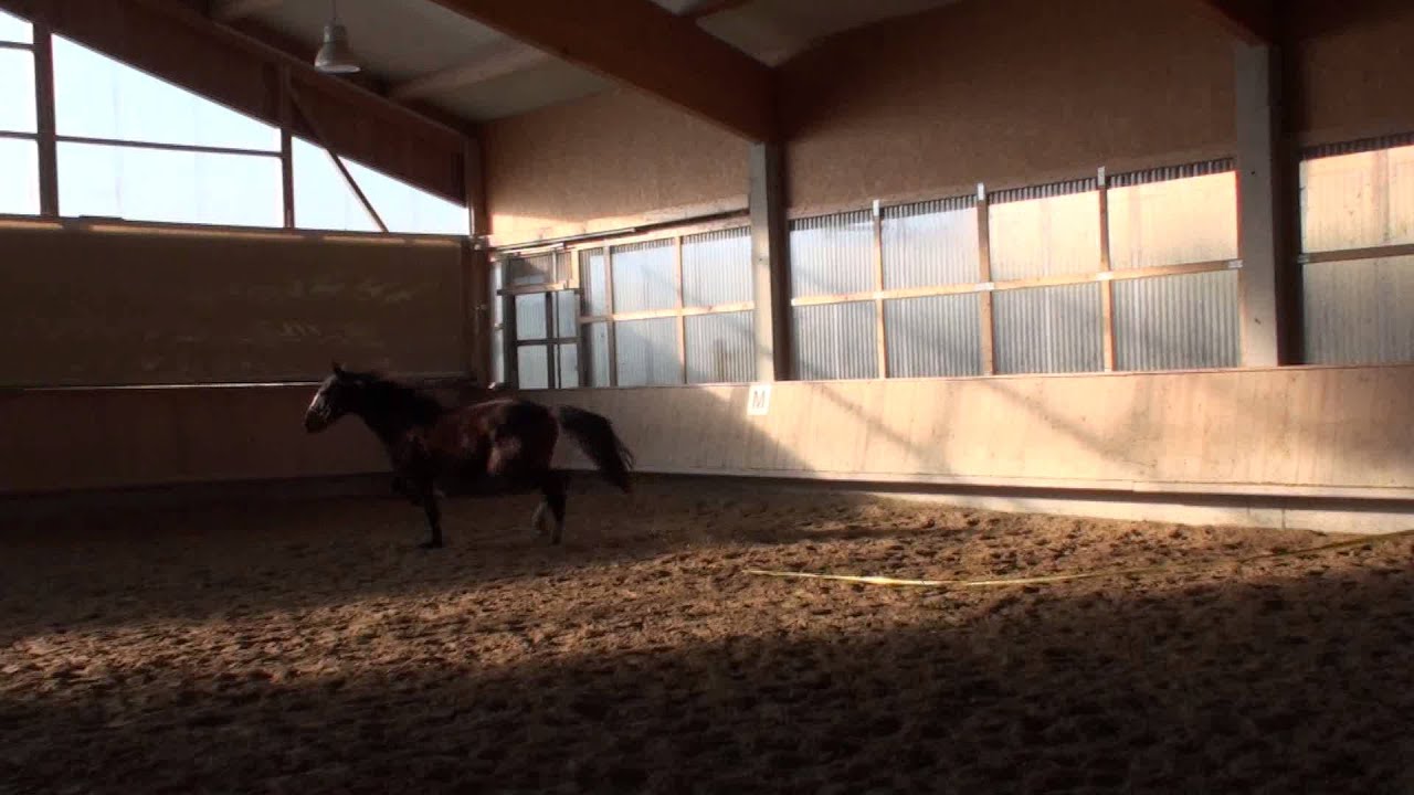 Hengst 2011 Plot Blue Chin Chin - YouTube