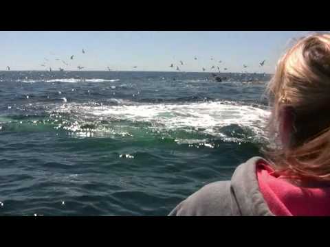 Gloucester Whale Watch-Whale Watching Tour in Gloucester MA