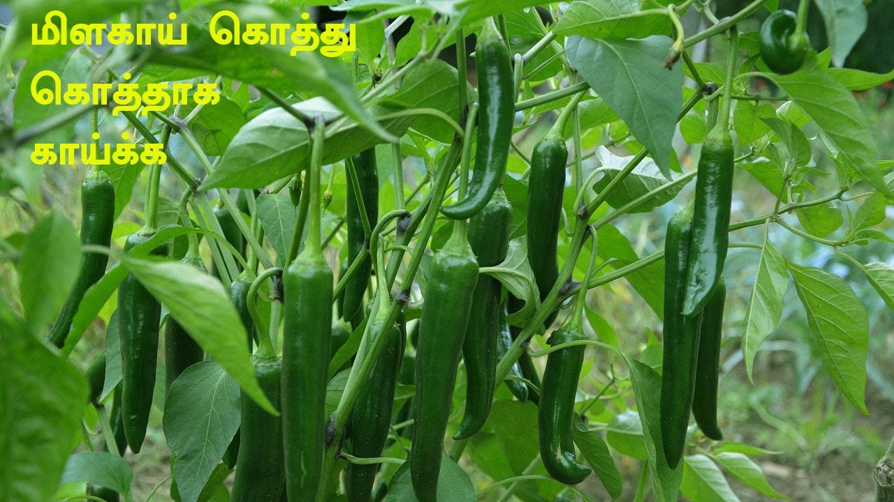 How to Grow Greenchilli plant|Tamil|Greenchilli plant care in Tamil ...