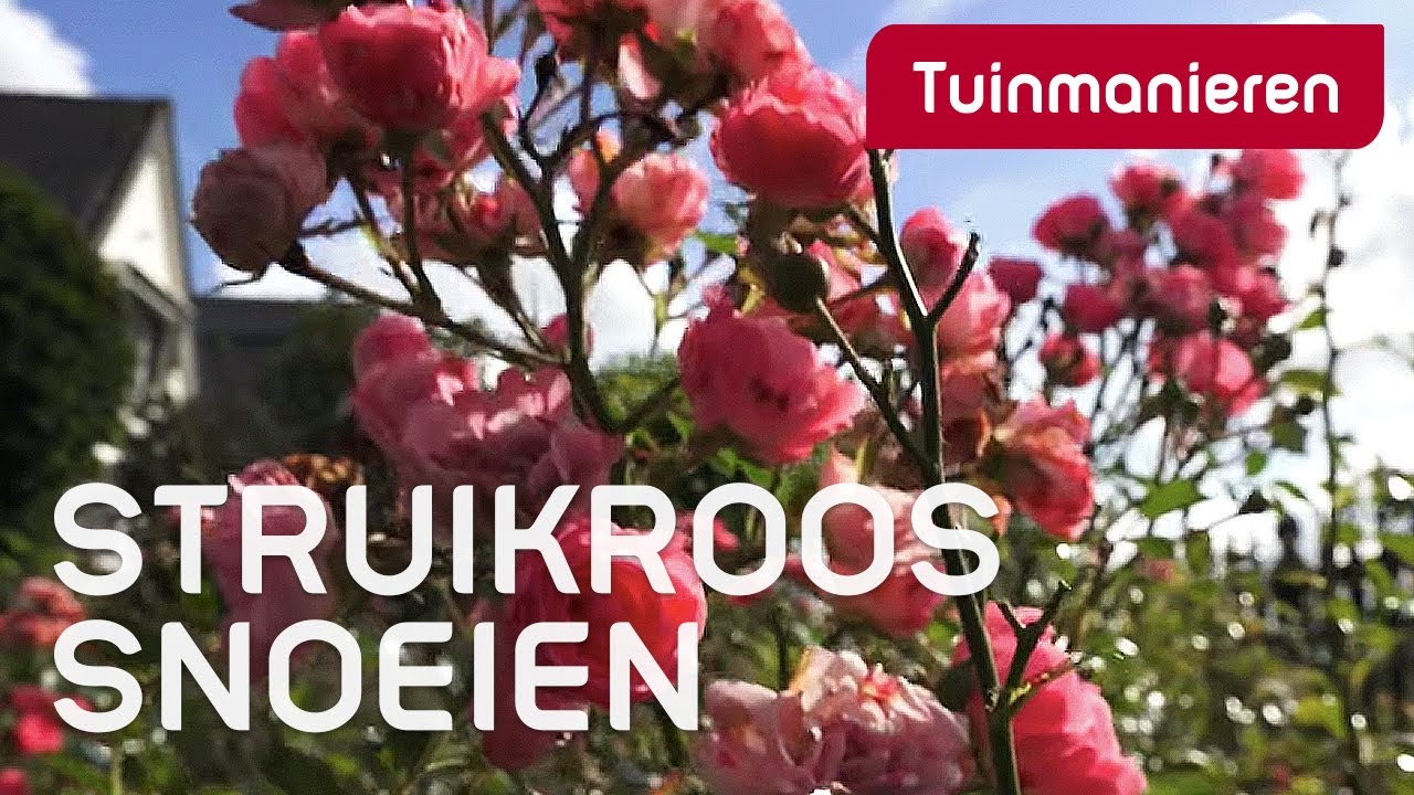 De struikroos snoeien, hoe doe je dat? | Tuinmanieren - YouTube